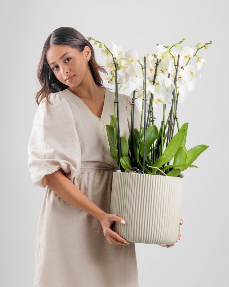 Floral Designs & Gift Collections – Alissar Flowers